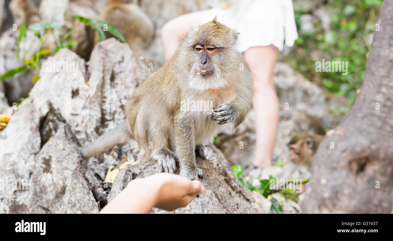 Real life of monkey in forest hi-res stock photography and images - Alamy