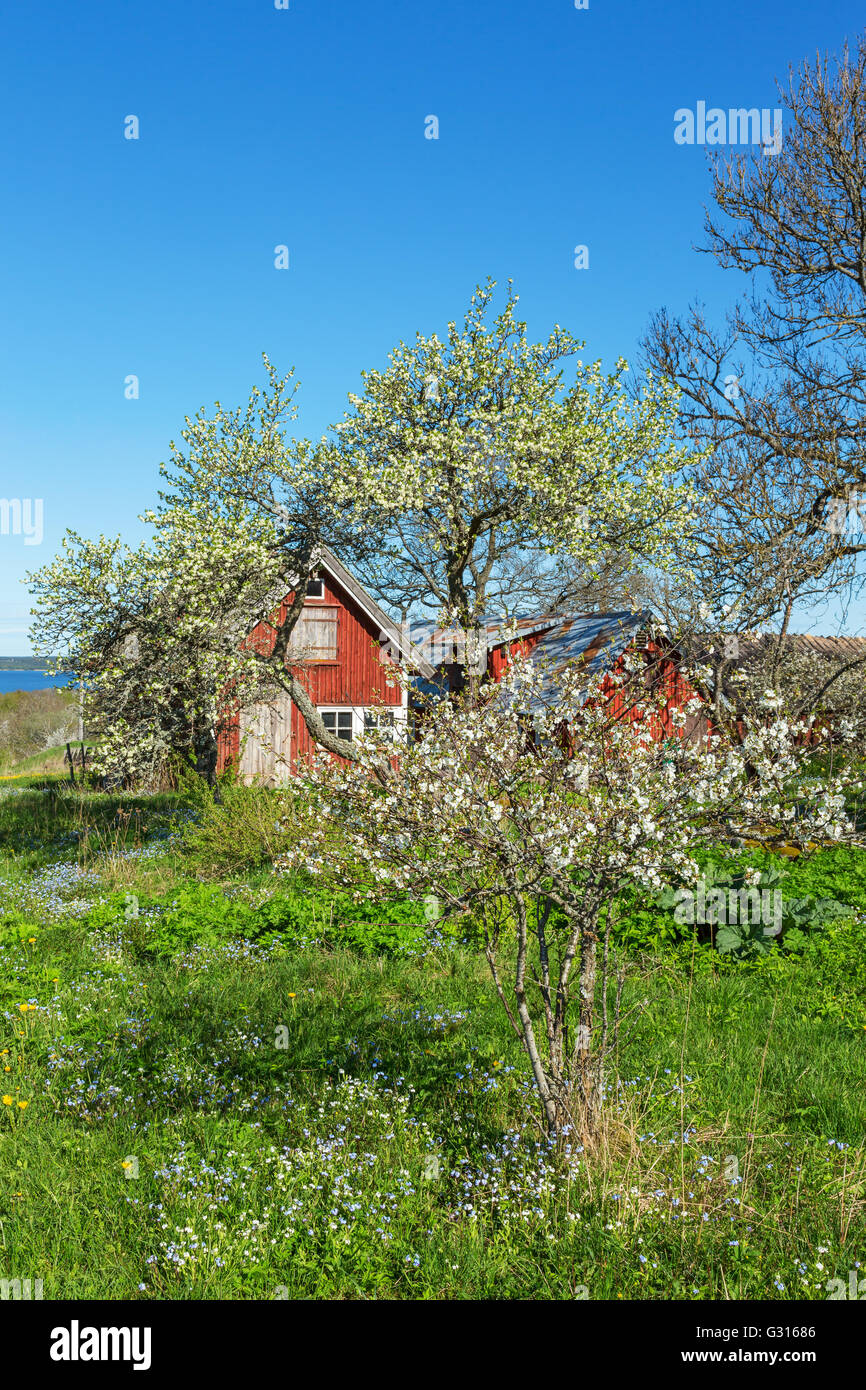 Flowering fruit trees in a garden at a farm Stock Photo - Alamy