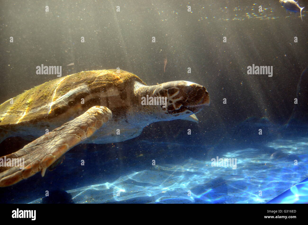 Water turtle swimming hi-res stock photography and images - Alamy