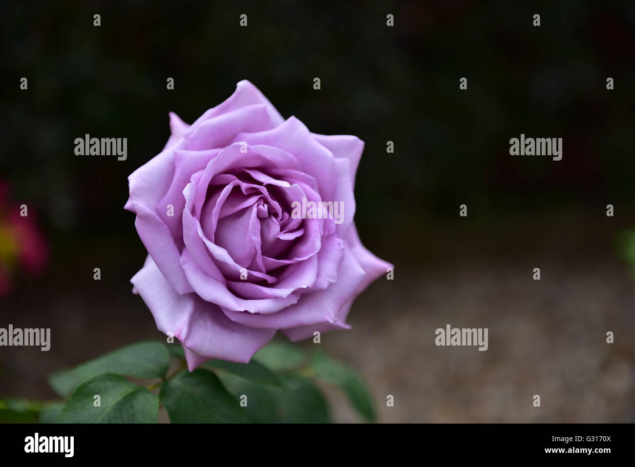 Rose plant in a container hi-res stock photography and images - Alamy