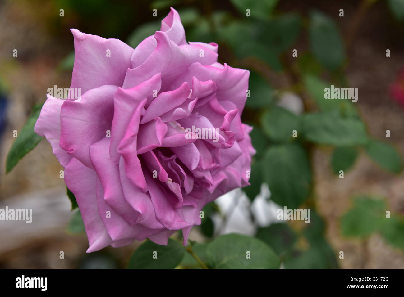 Blue rose growing in a terracotta container outside in a garden Stock ...