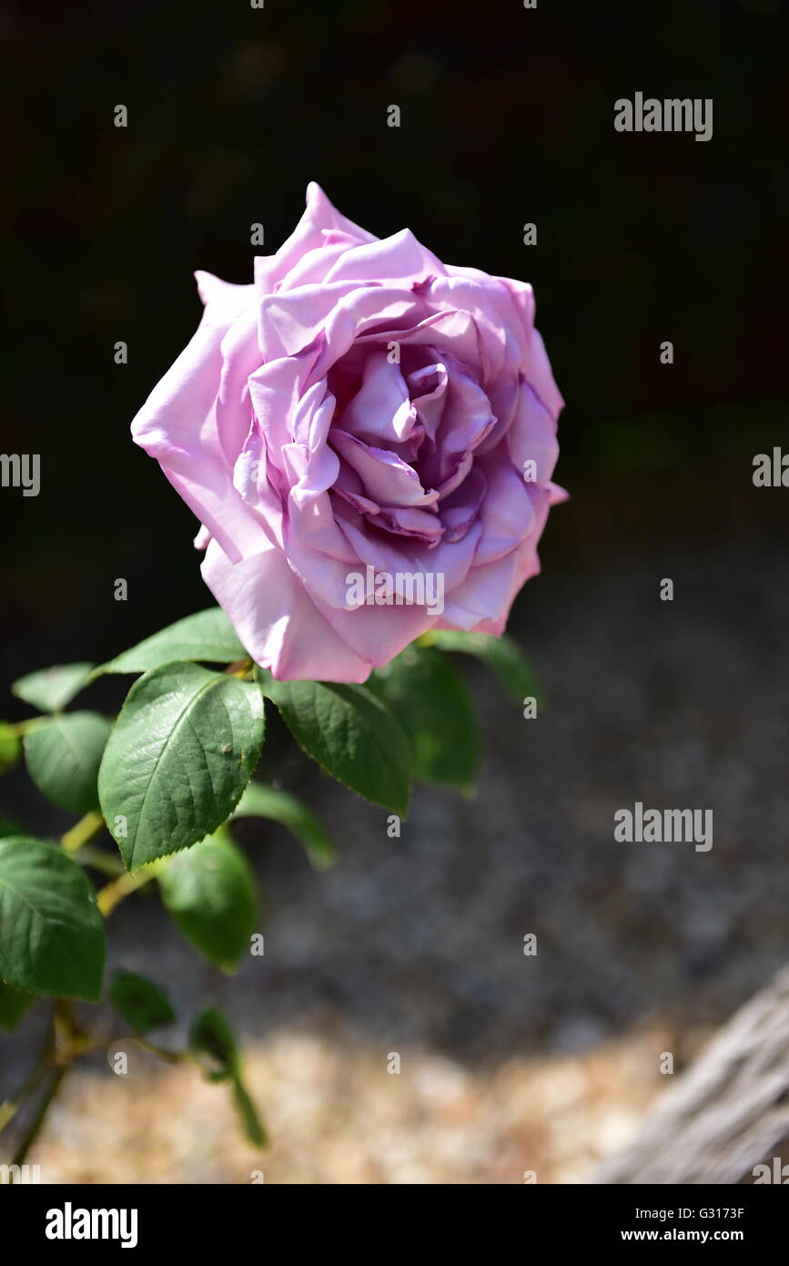 Blue rose growing in a terracotta container outside in a garden Stock ...