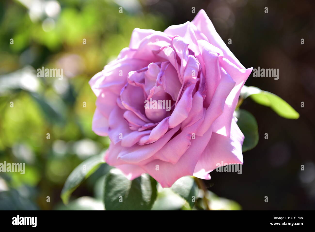 Blue rose growing in a terracotta container outside in a garden Stock ...