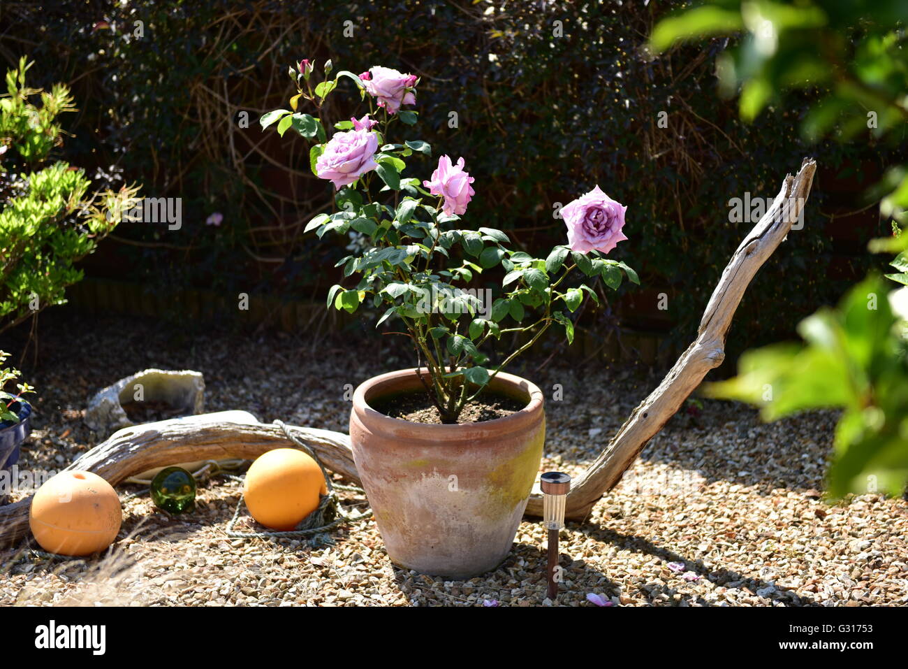 Hybrid tea rose pot hi-res stock photography and images - Alamy