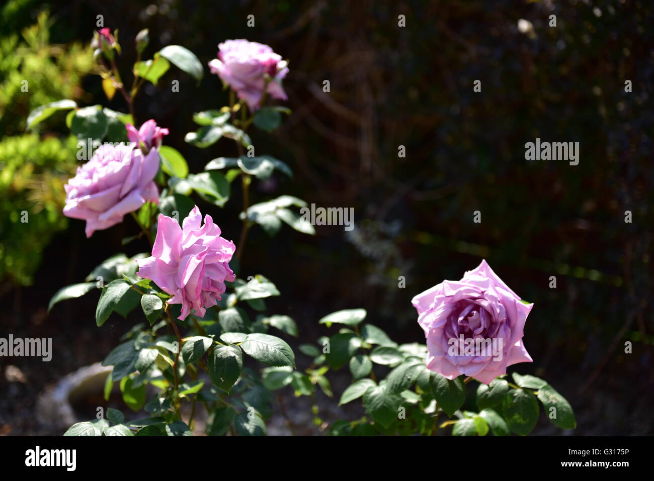 Blue rose growing in a terracotta container outside in a garden Stock ...