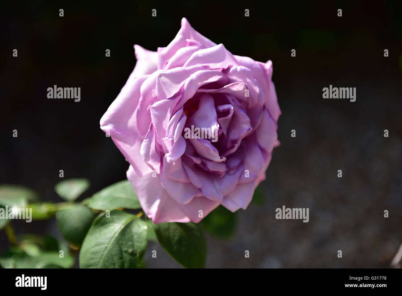 Blue rose growing in a terracotta container outside in a garden Stock ...