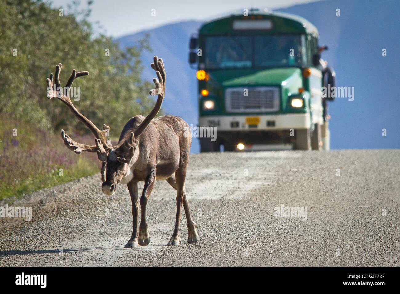 A North American Caribou walks the Mount Eielson loop road in front of ...