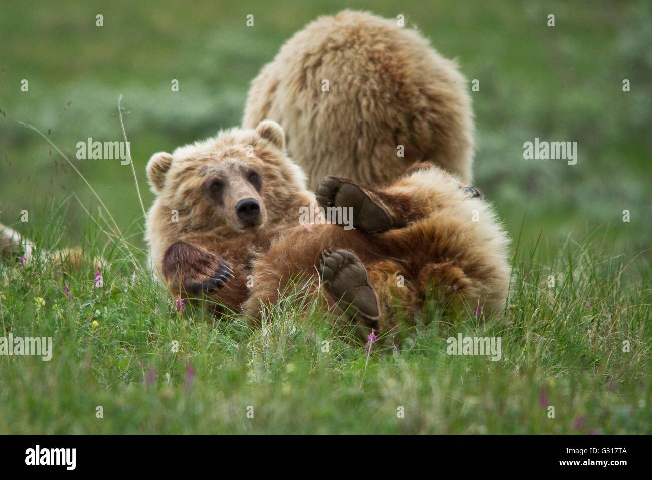 Grizzly bear cubs play in Denali National Park Alaska Stock Photo - Alamy
