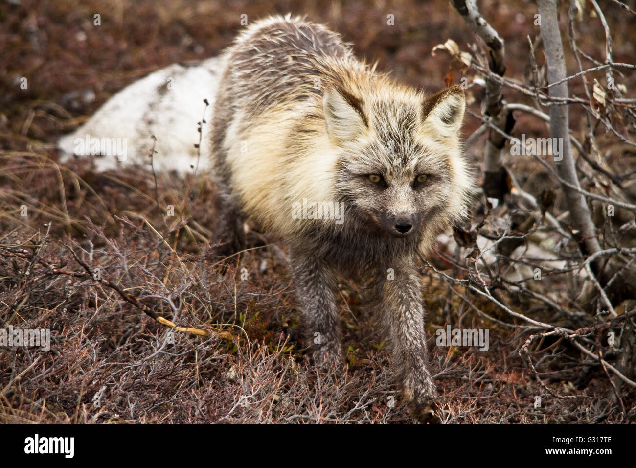A red fox near Eielson Visitor Center in Denali National Park Alaska ...