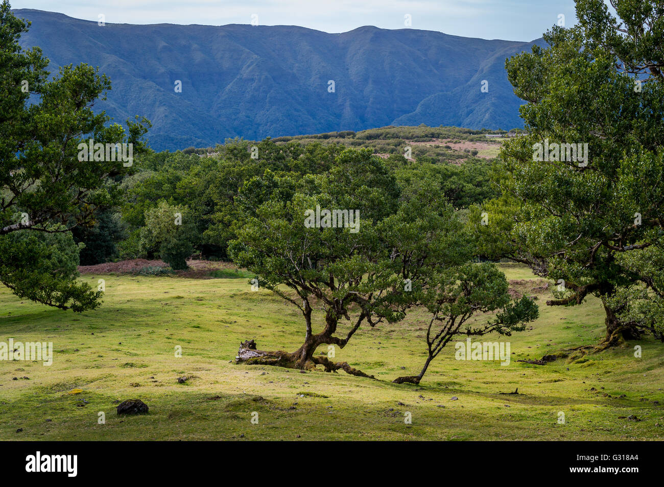 Fanal forest hi-res stock photography and images - Alamy