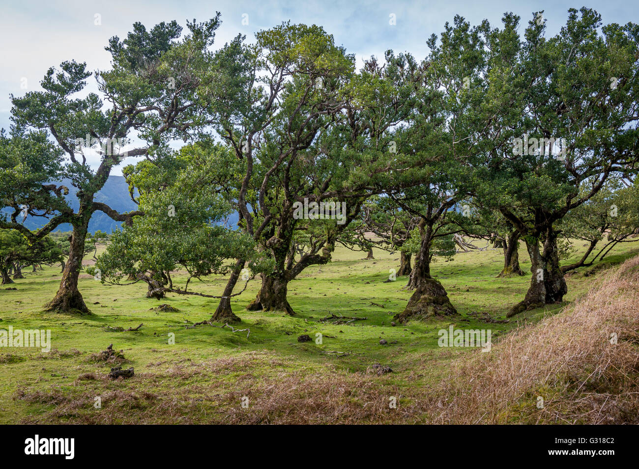 Madeira Trees Stock Photos & Madeira Trees Stock Images - Alamy