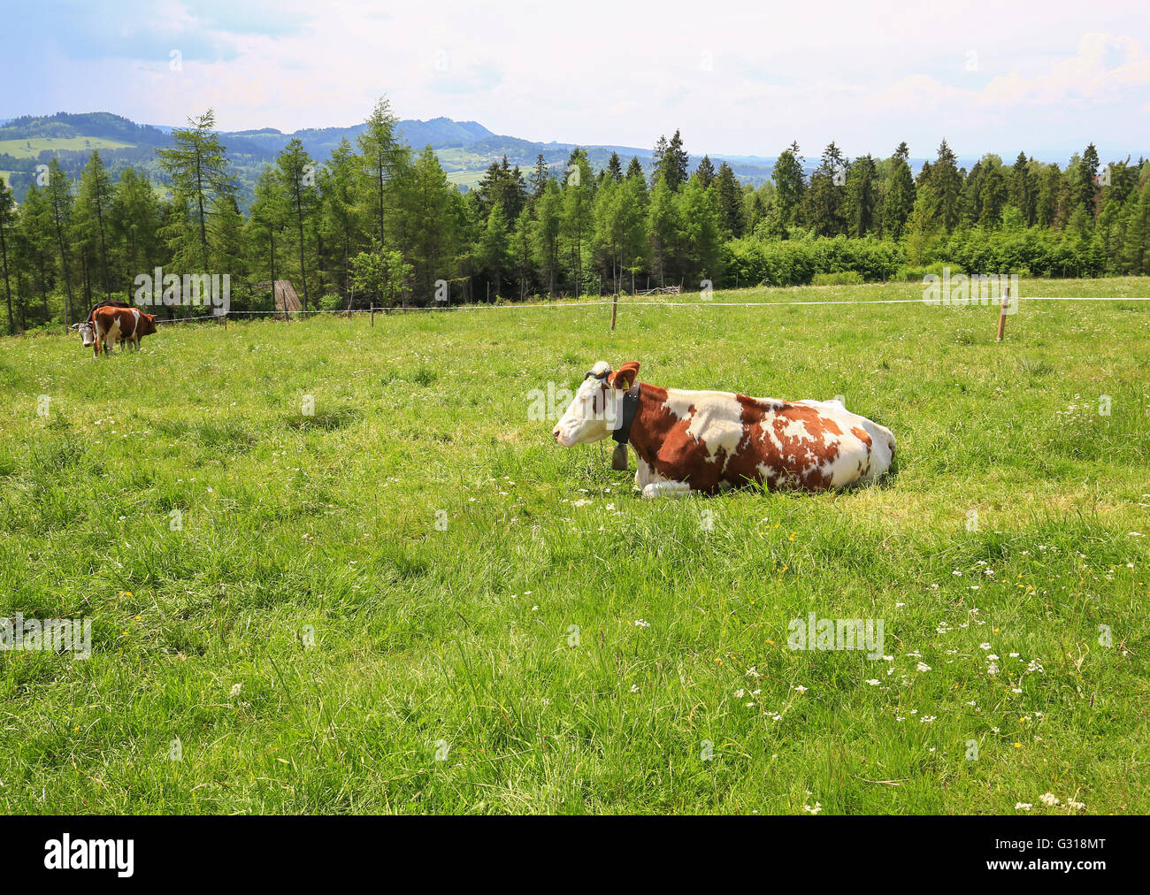 Inbreeding hi-res stock photography and images - Alamy