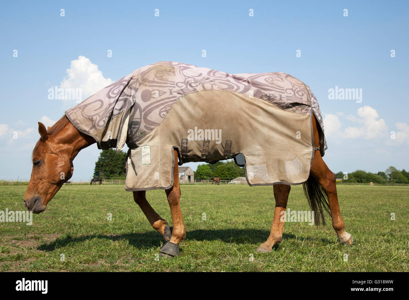 Squamous cell carcinoma horse hi-res stock photography and images - Alamy