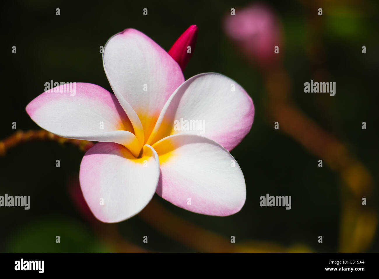 Hawaiian flower hi-res stock photography and images - Alamy