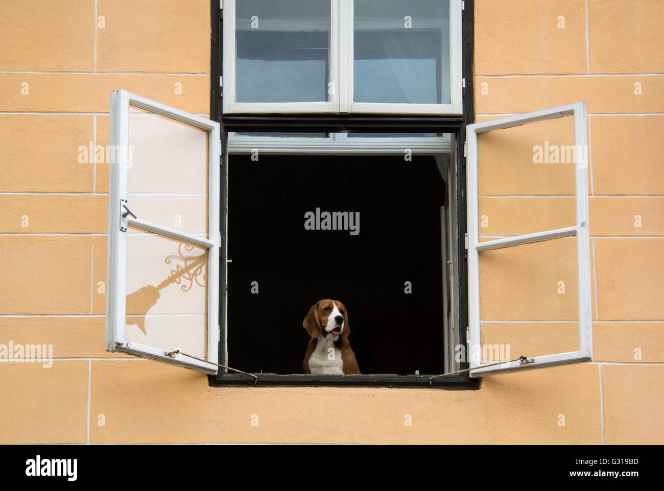Curious dog looking out of the window Stock Photo - Alamy