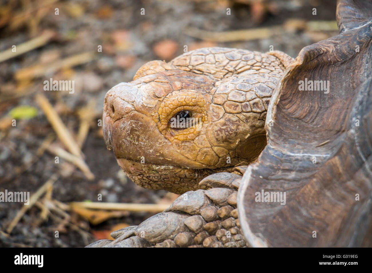 The turtle eye hi-res stock photography and images - Alamy
