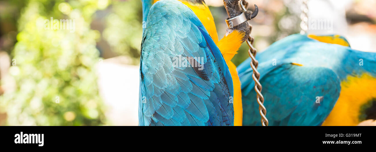 Colorful macaws in the park Stock Photo - Alamy