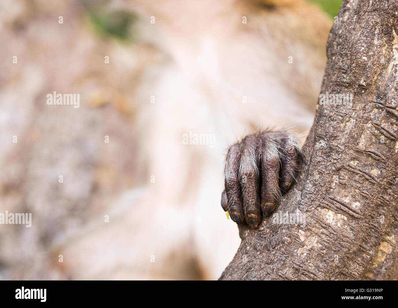 Monkey hand fingers Stock Photo - Alamy