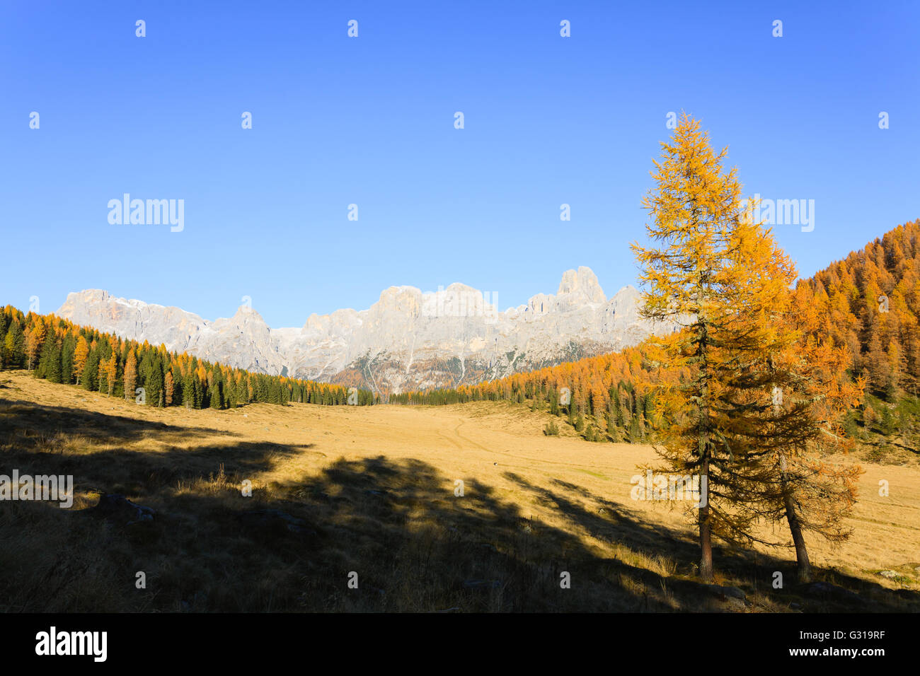 Autumn landscape from italian Alps. Yellow trees. Beautiful dolomites ...