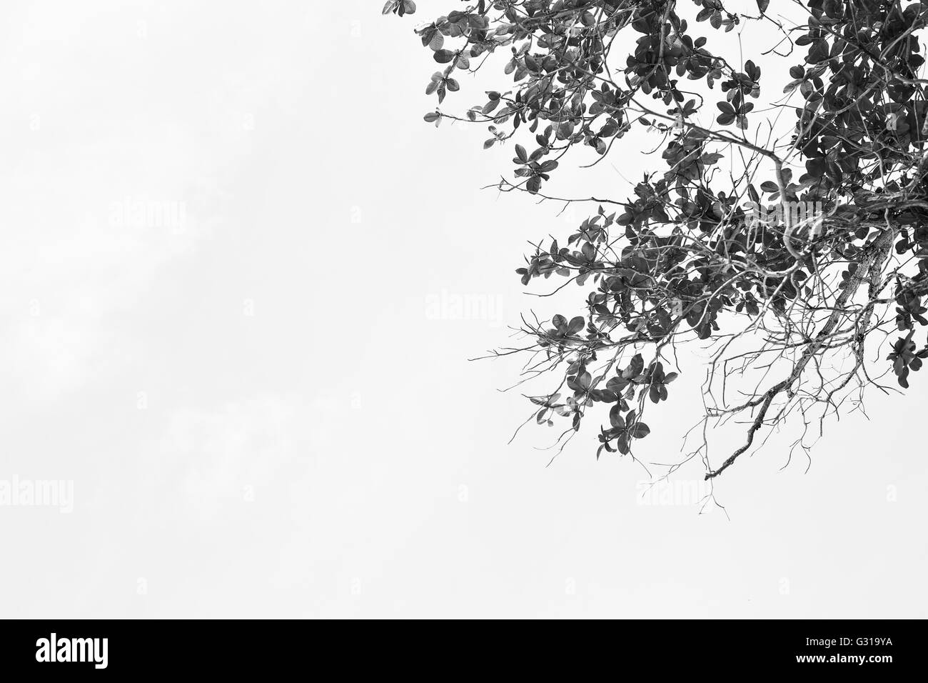 Green tree leaves frame Black and White Stock Photos & Images - Alamy