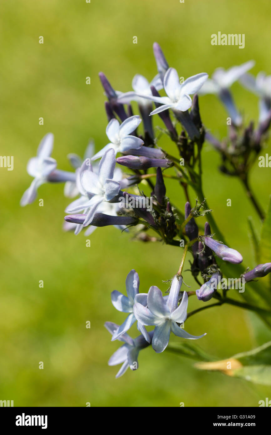 Blue tinged flowers of the hardy herbaceous perennial, Amsonia ...