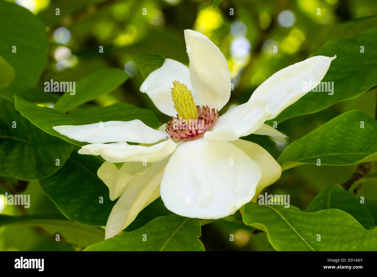 June Flowering Trees