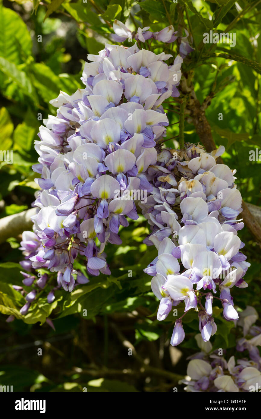 White and blue pea flowers of the hardy deciduous climber, Wisteria ...