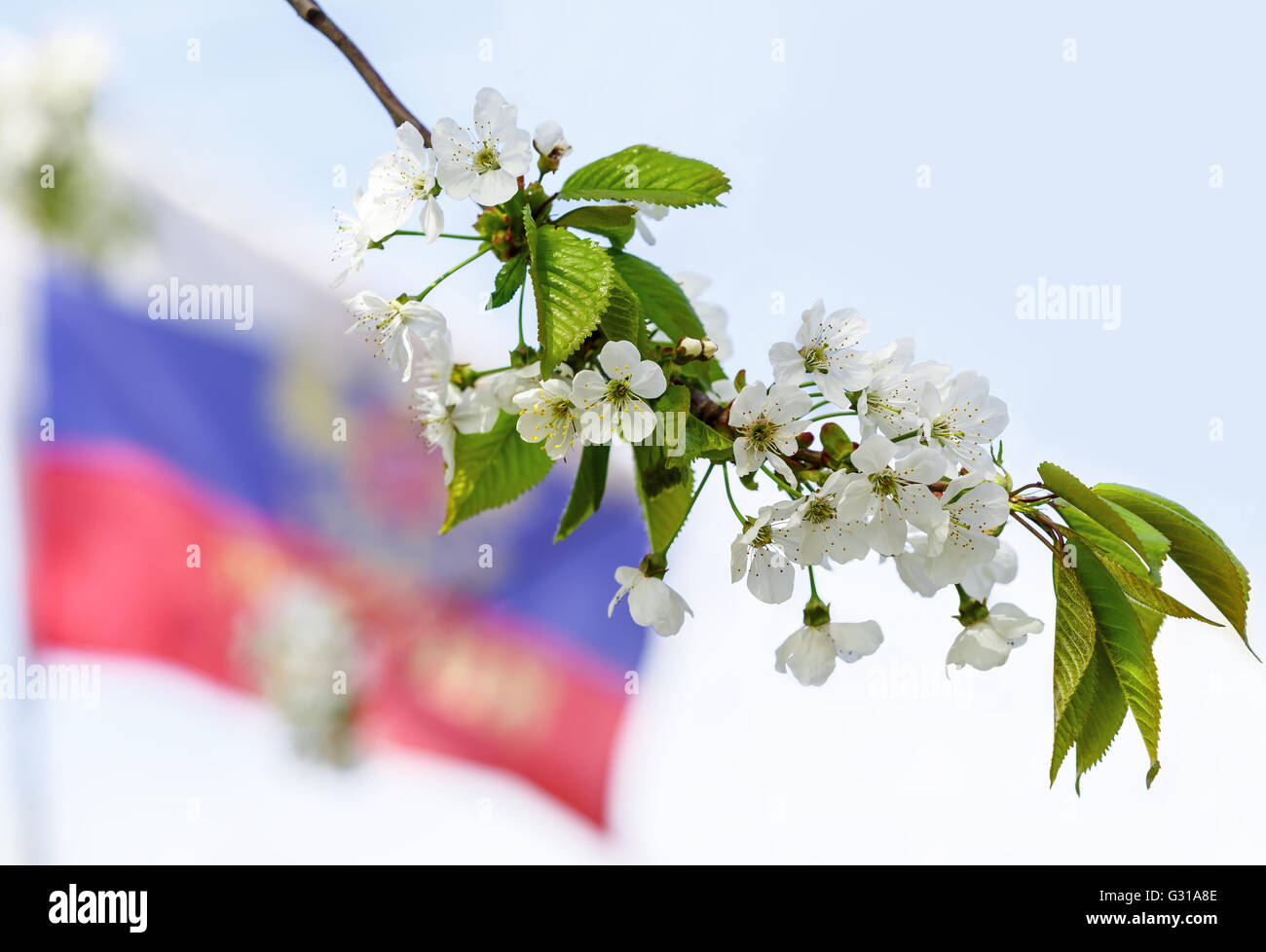 Branch of blossoming apple tree on the background of the Russian flag ...