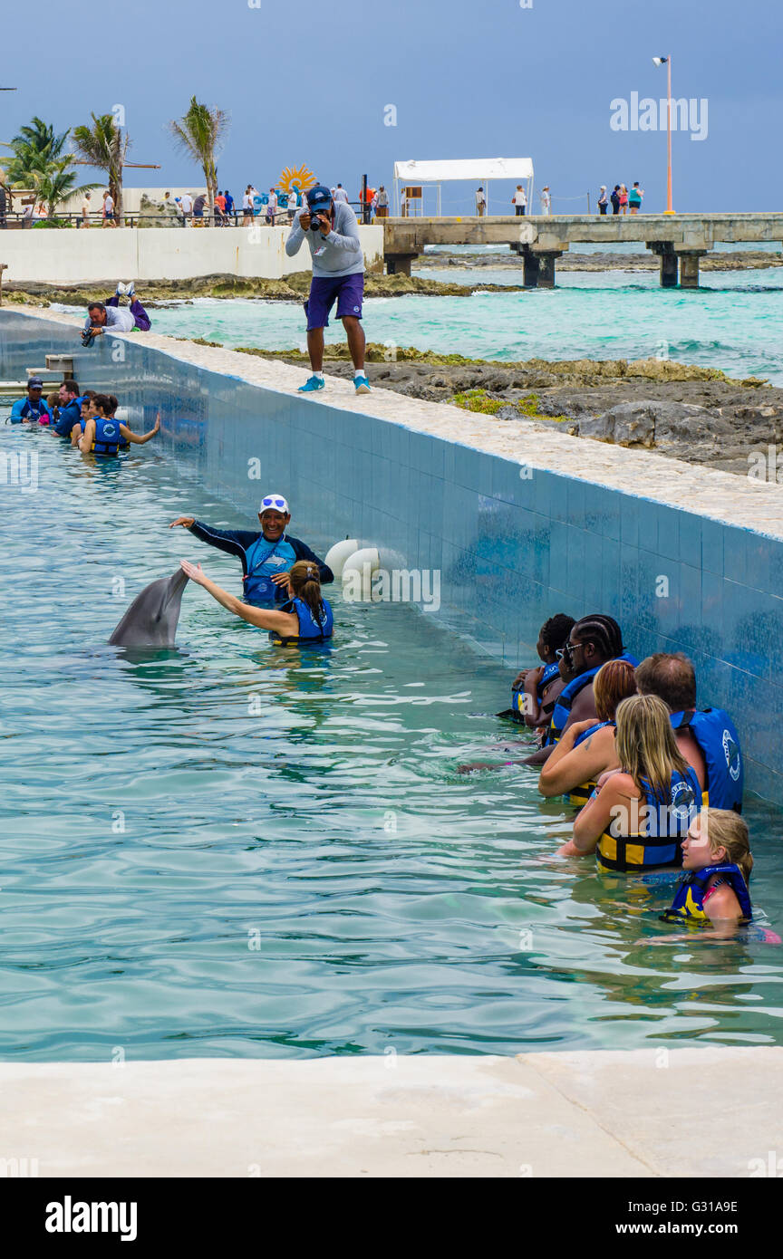 Tourists swim with dolphins at DOlphin Discovery pool in Costa Maya ...