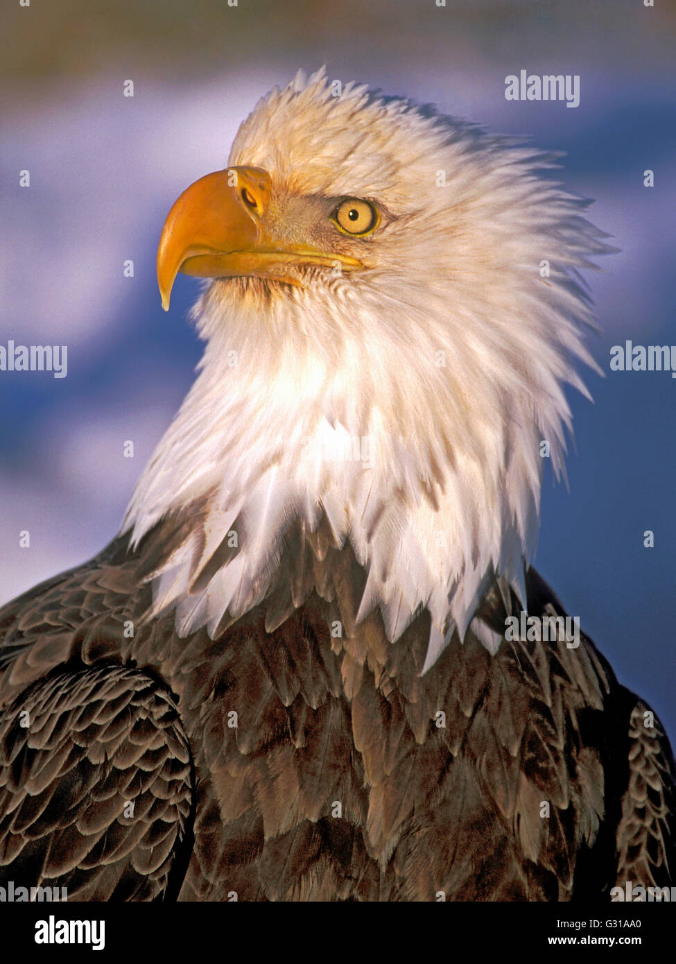 Head shot of beautiful mature Bald Eagle, watching alert Stock Photo ...