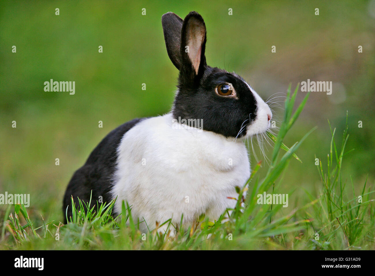 Dutch rabbit hi-res stock photography and images - Alamy
