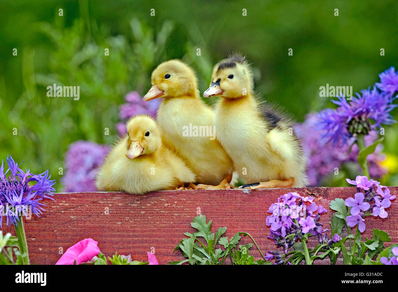 Duckling flowers hi-res stock photography and images - Alamy