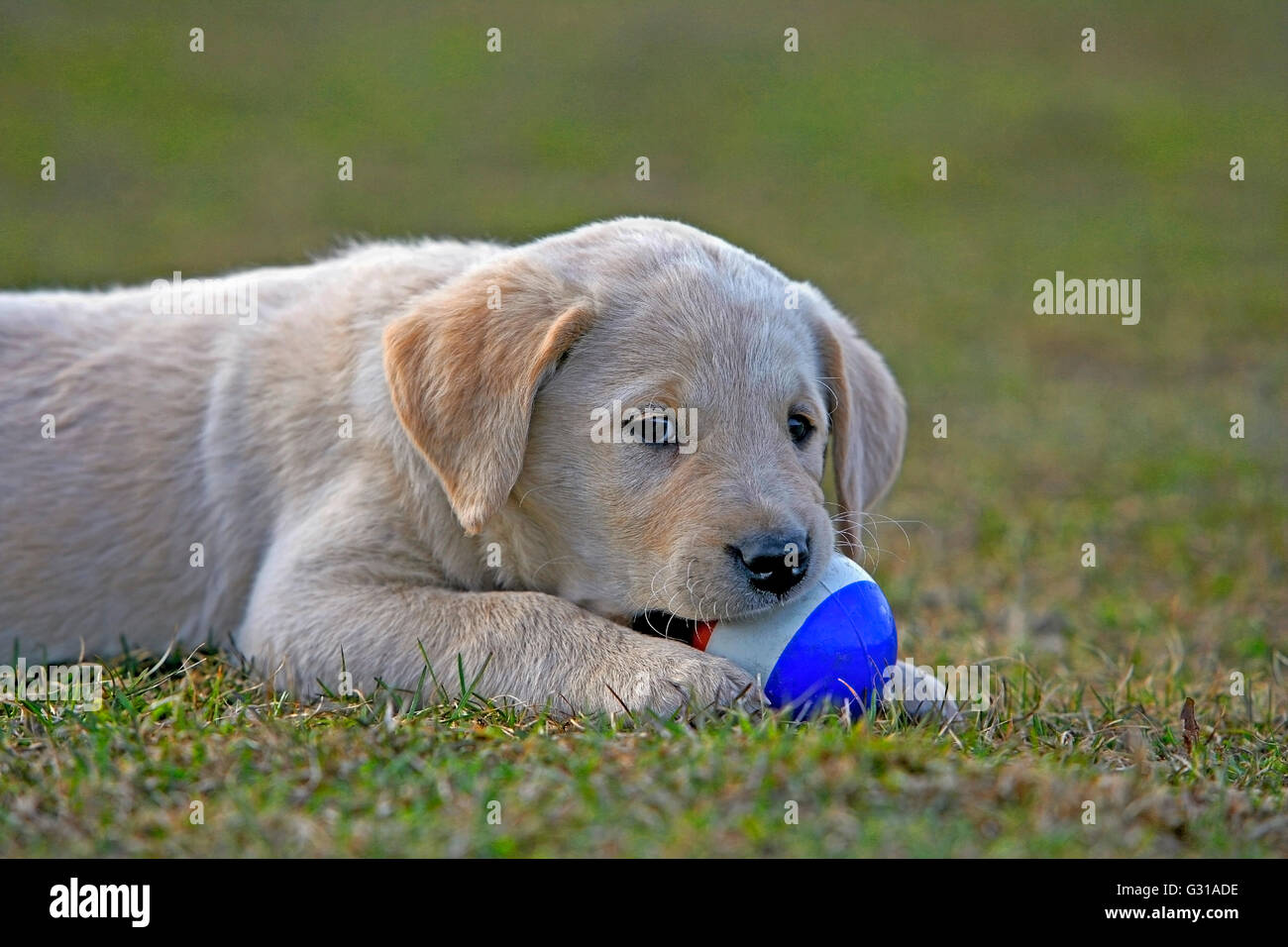 Yellow Labrador Retriever puppy in grass playing with ball Stock Photo ...
