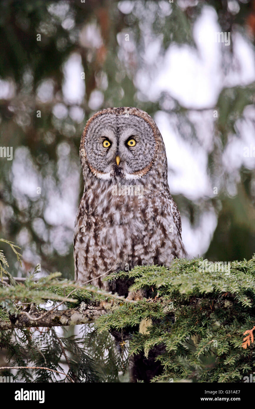 Great Gray Owl perched in tree Stock Photo - Alamy