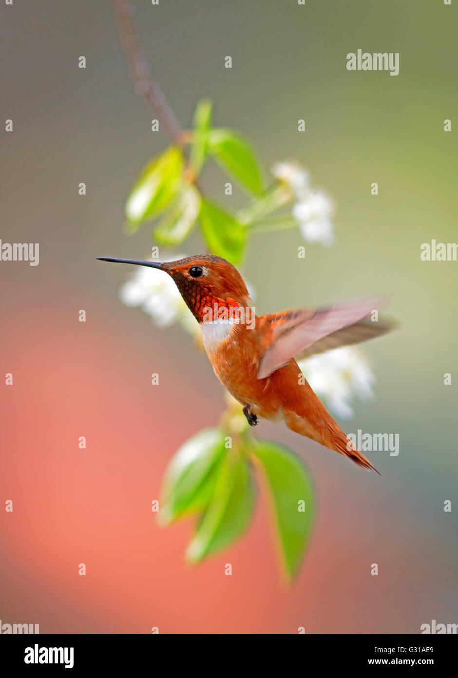 Male rufus hi-res stock photography and images - Alamy