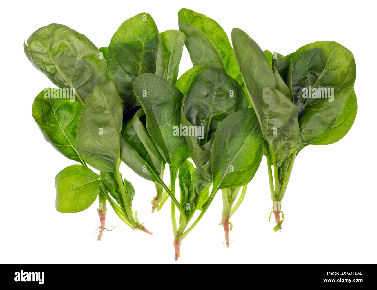 Bed of green spinach Cut Out Stock Images & Pictures - Alamy