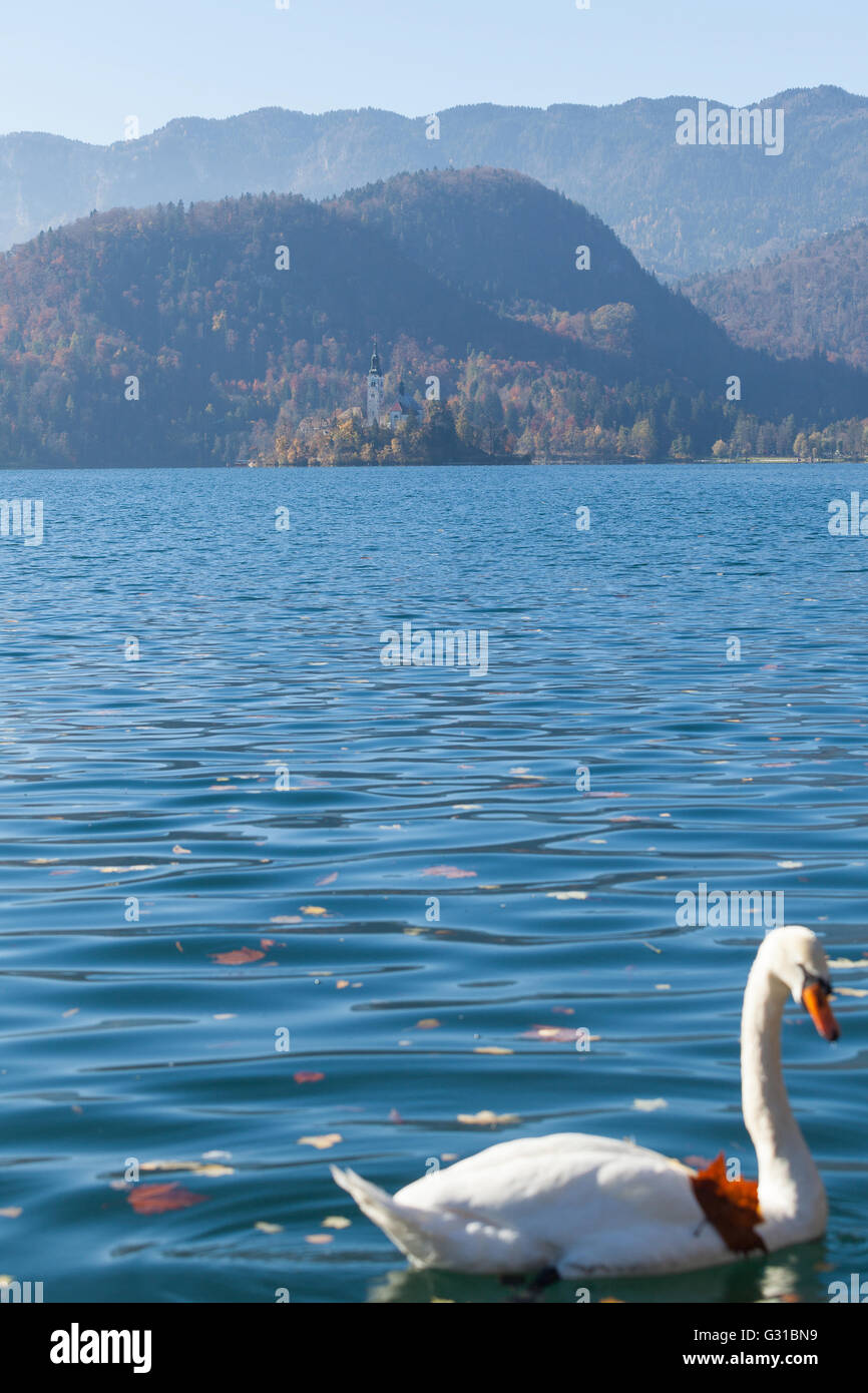 White swan on lake Bled Stock Photo - Alamy