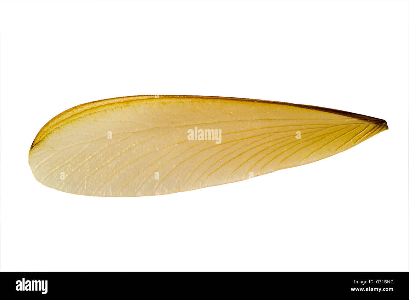 Extreme macro close up of the insect wing on white background Stock ...