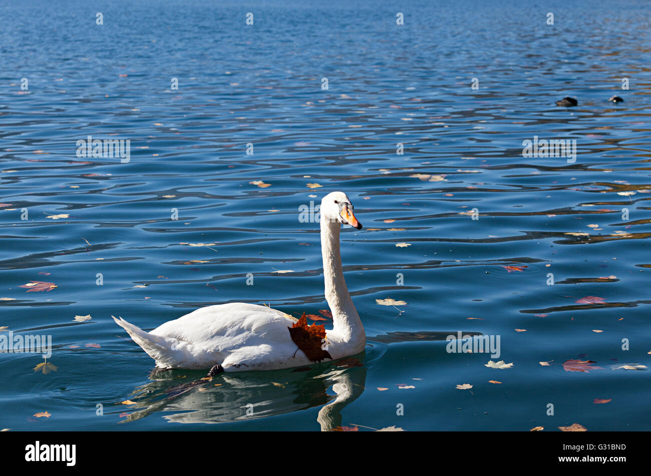 White swan on lake Bled Stock Photo - Alamy