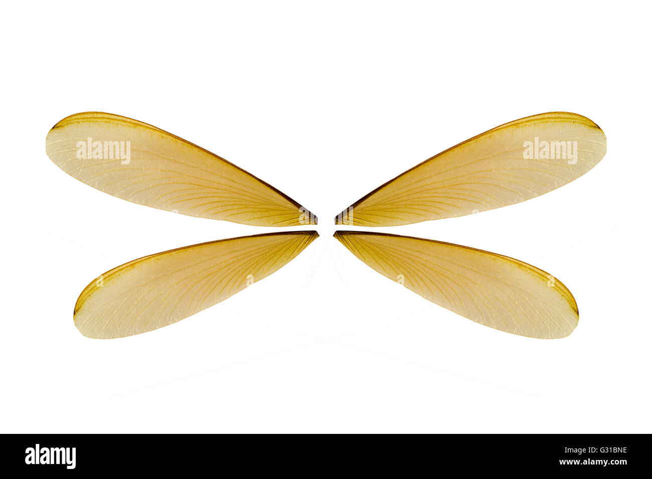 Extreme macro close up of the insect wing on white background Stock ...