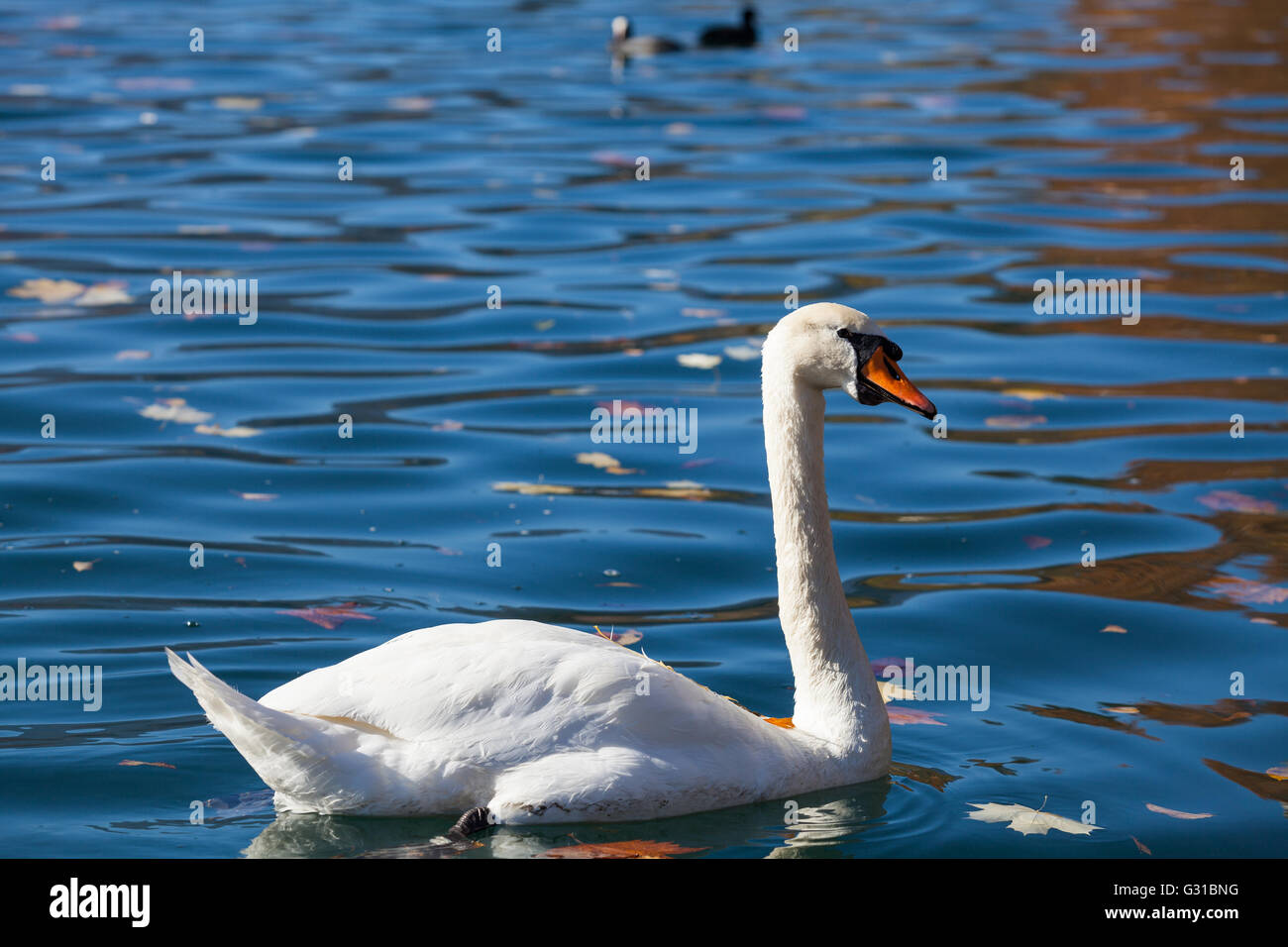 White swan on lake Bled Stock Photo - Alamy