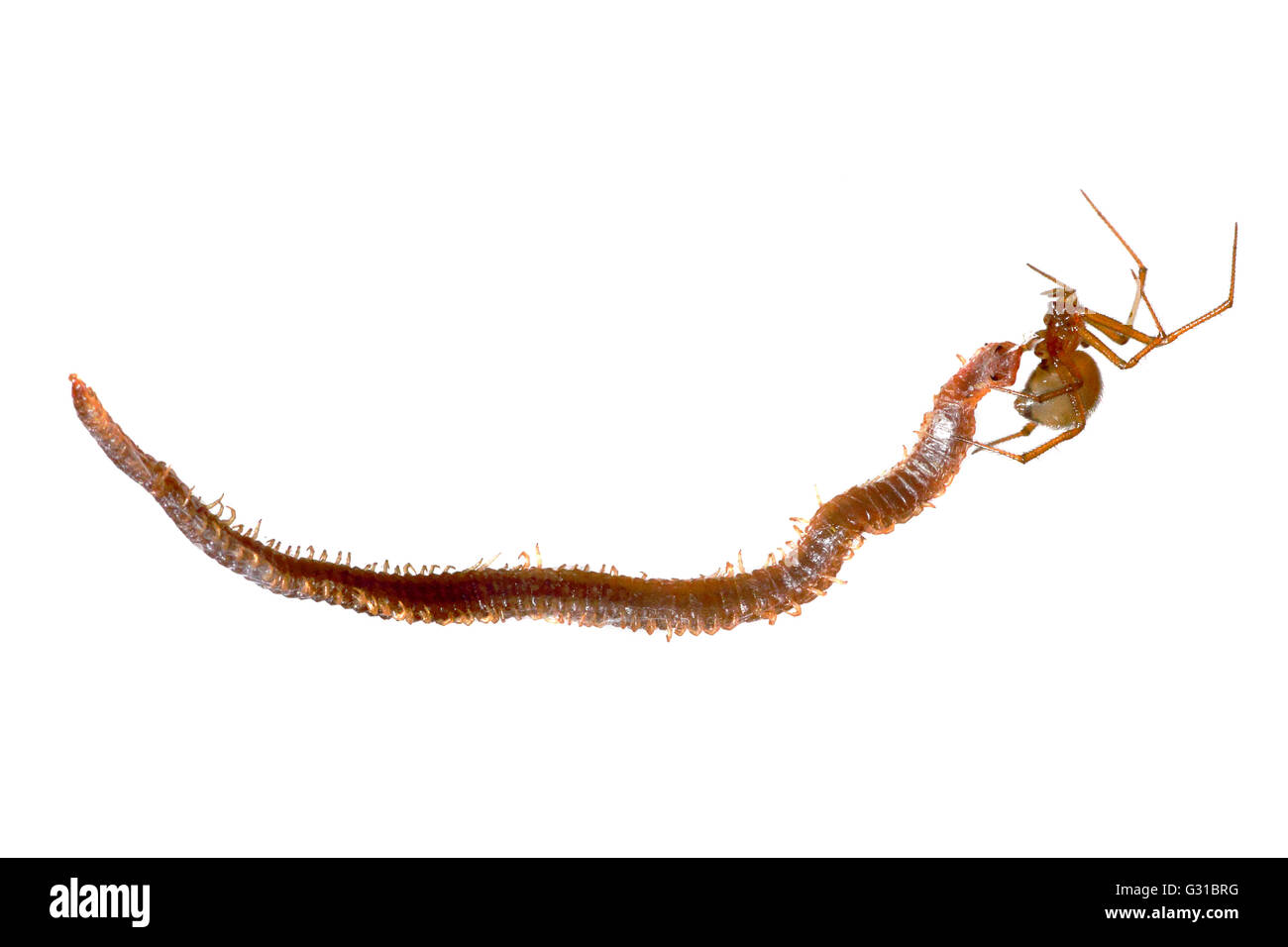 Giant Centipede Eating Mouse