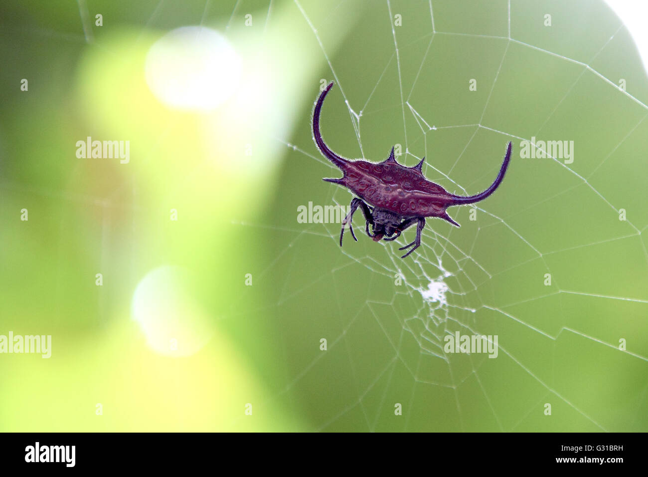 Falcicornis hi-res stock photography and images - Alamy