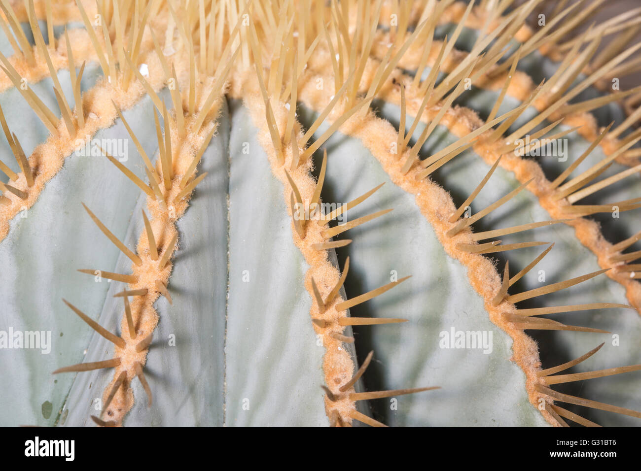 Ribbed cactus hi-res stock photography and images - Alamy