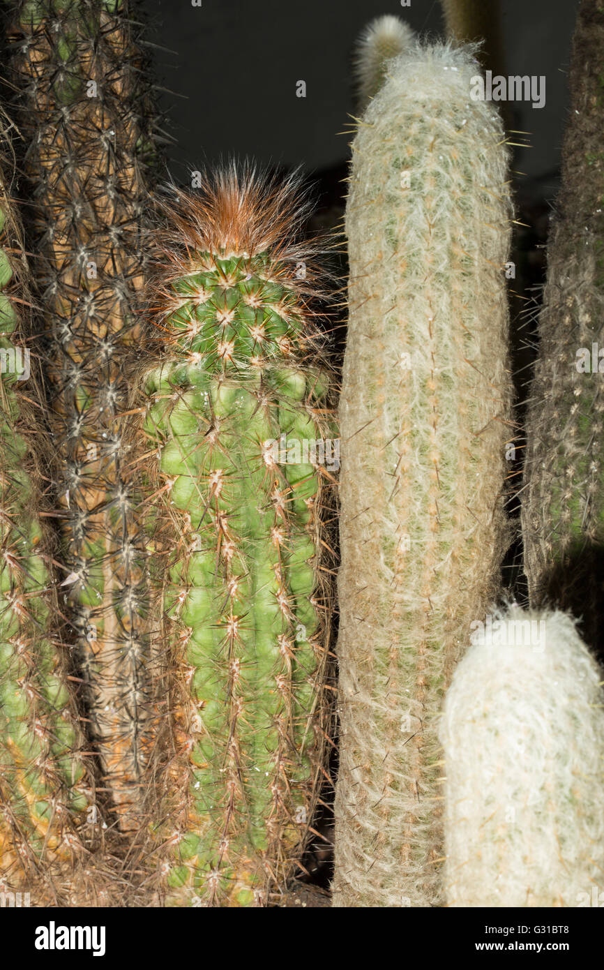 Group of cactus hi-res stock photography and images - Alamy