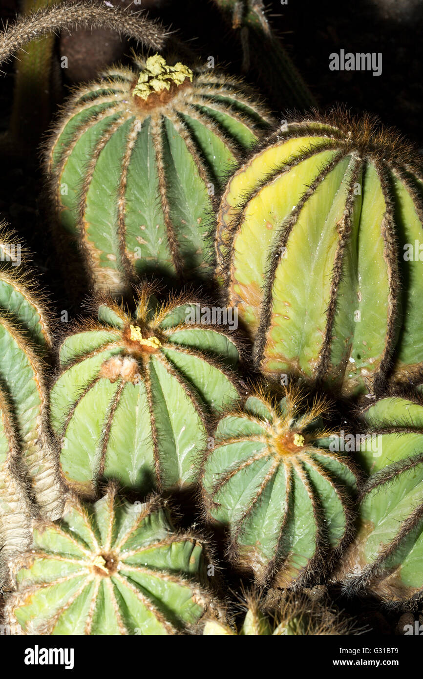 Group of round barrel shaped cactus growing together Stock Photo - Alamy