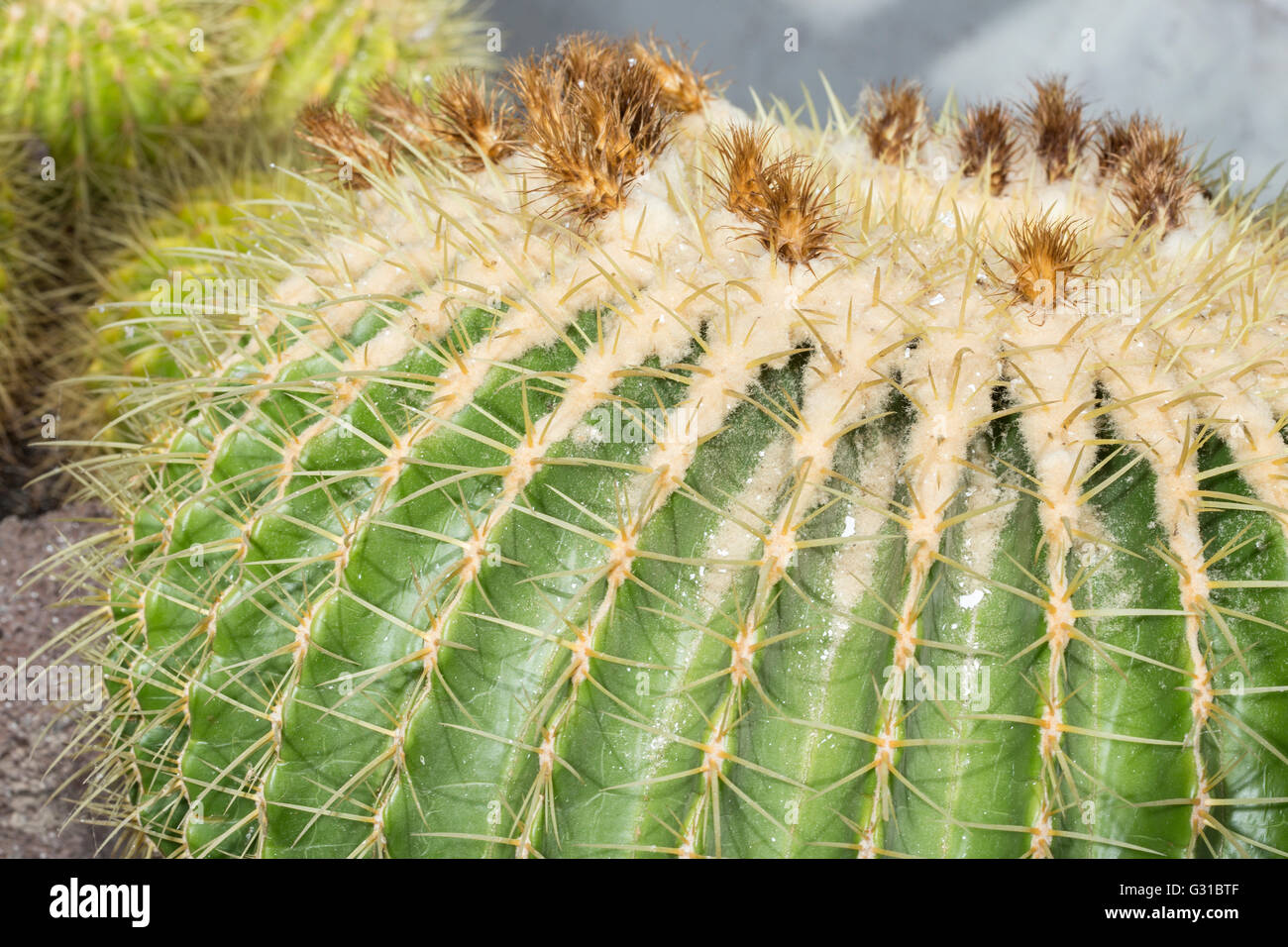 Dried Up Cactus High Resolution Stock Photography and Images - Alamy