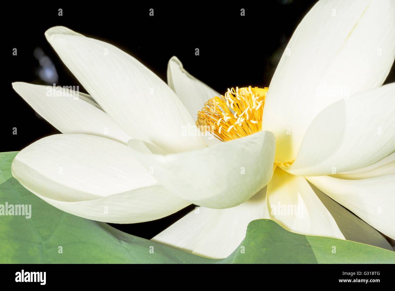 Beautiful lotus flower hi-res stock photography and images - Alamy