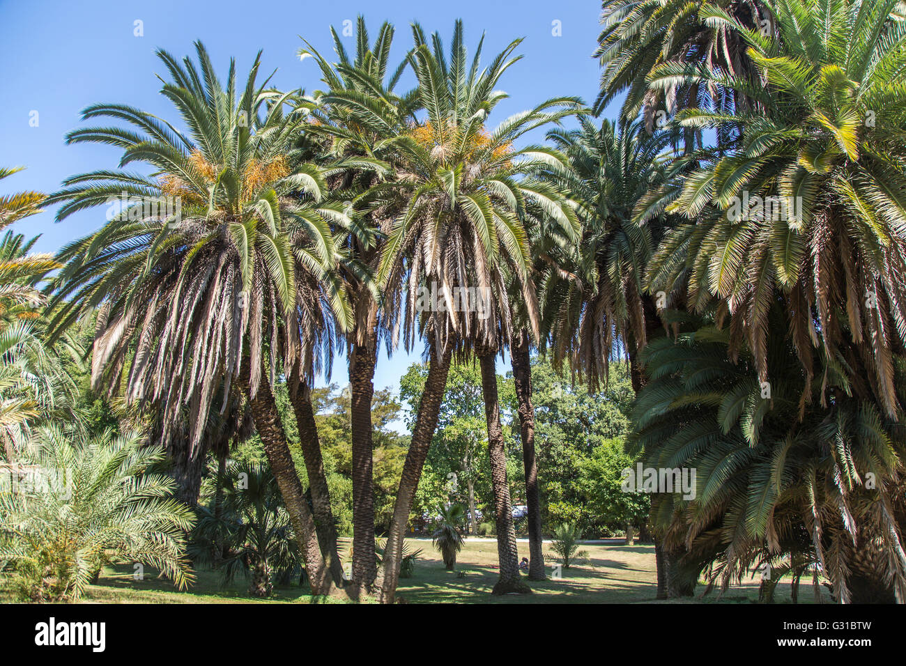 Palm tree tropical forest hi-res stock photography and images - Alamy