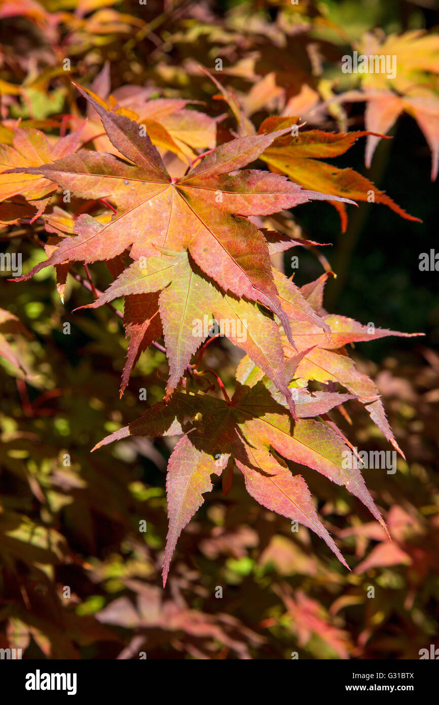 The red maple hi-res stock photography and images - Alamy